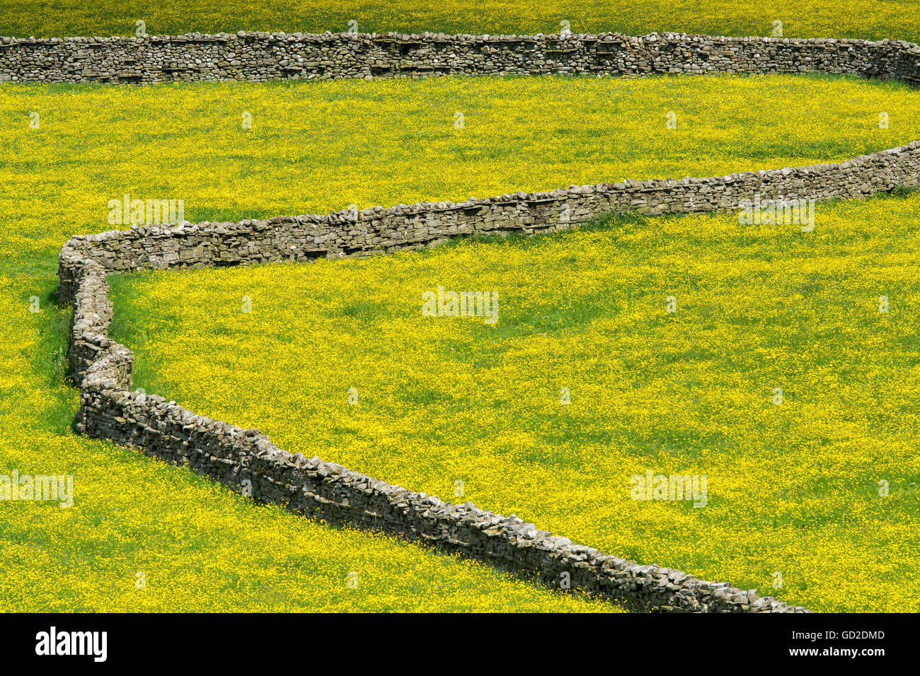 Drystone wall patterns in wildflower meadows, Swaledale, North ...