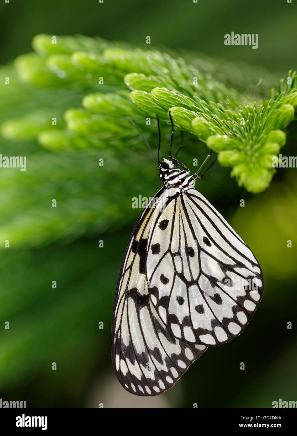 Rice paper butterfly (Idea leuconoe) hanging; Montreal, Quebec, Canada ...