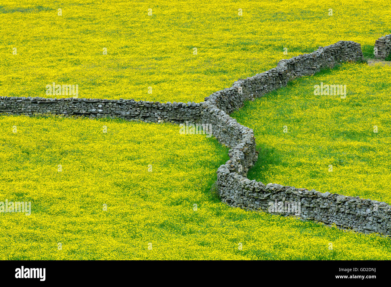 Drystone wall patterns in wildflower meadows, Swaledale, North ...