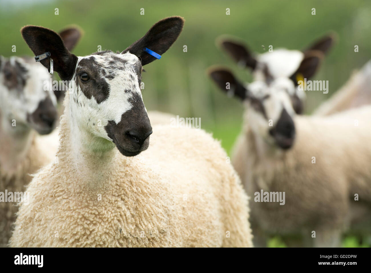 Blue Faced Leicester lambs in a lush pasture, Northumberland, UK Stock ...