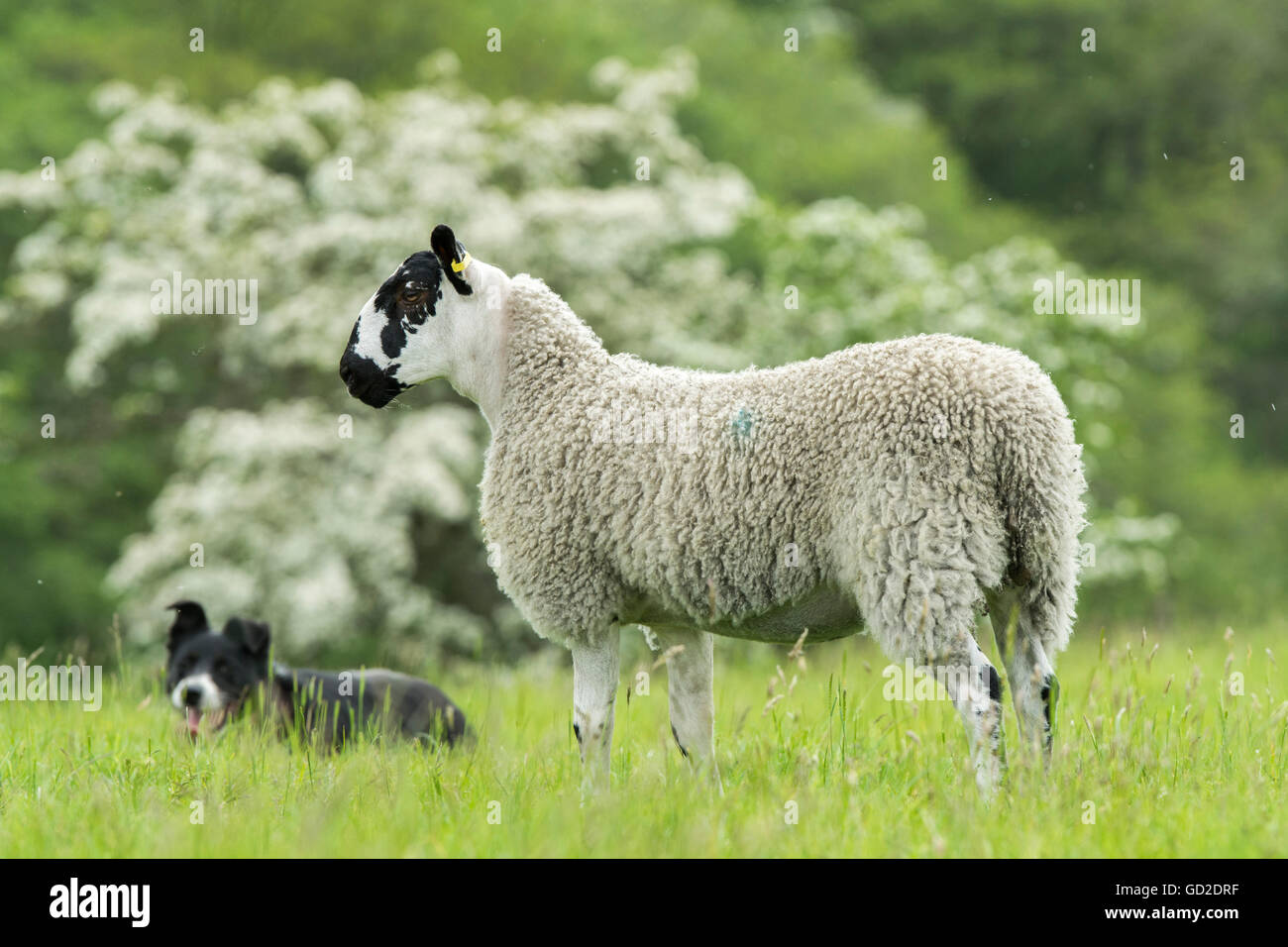 Border collie sheepdog watching a mule gimmer lamb in pasture ...
