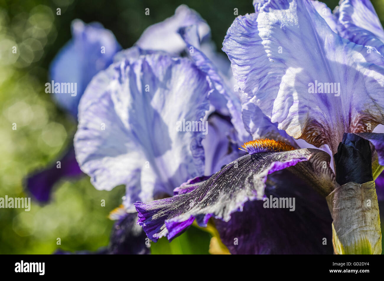 beautiful purple and blue iris flower close up Stock Photo - Alamy