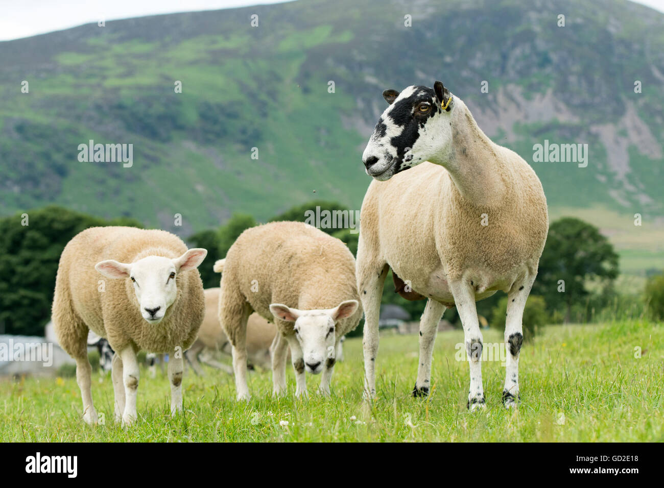 Mule breed lamb hi-res stock photography and images - Alamy