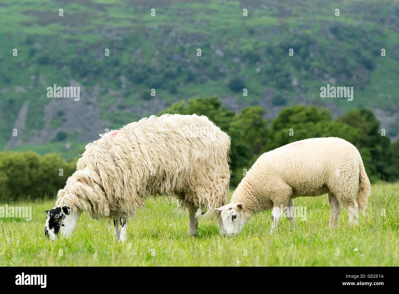 Animal pasture hi-res stock photography and images - Alamy