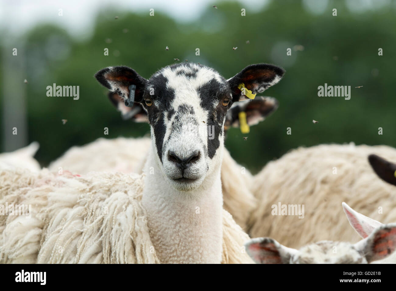 Fly strike sheep hi-res stock photography and images - Alamy