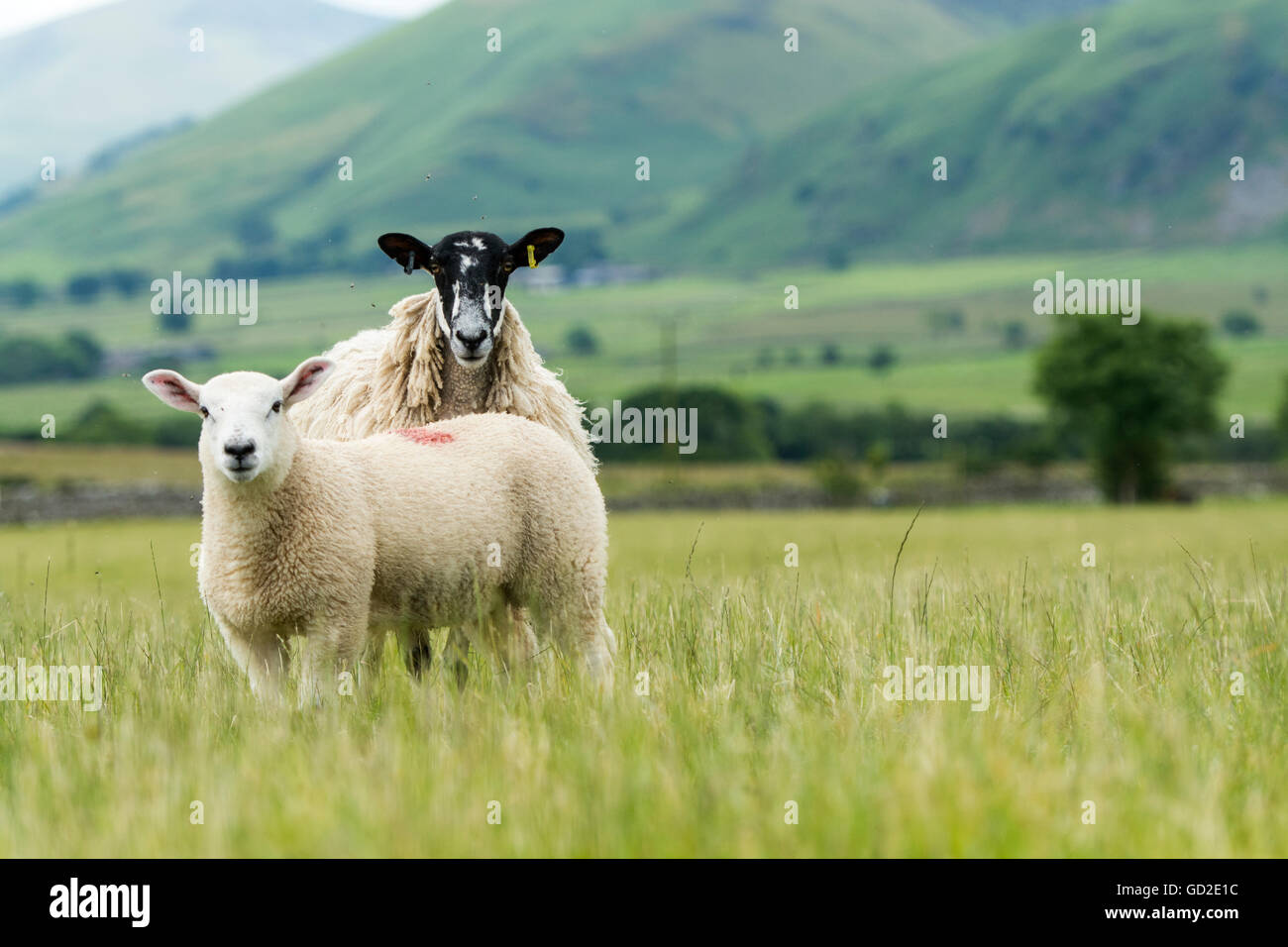 Mule ewes with full fleece of wool and lambs at foot in an upland ...