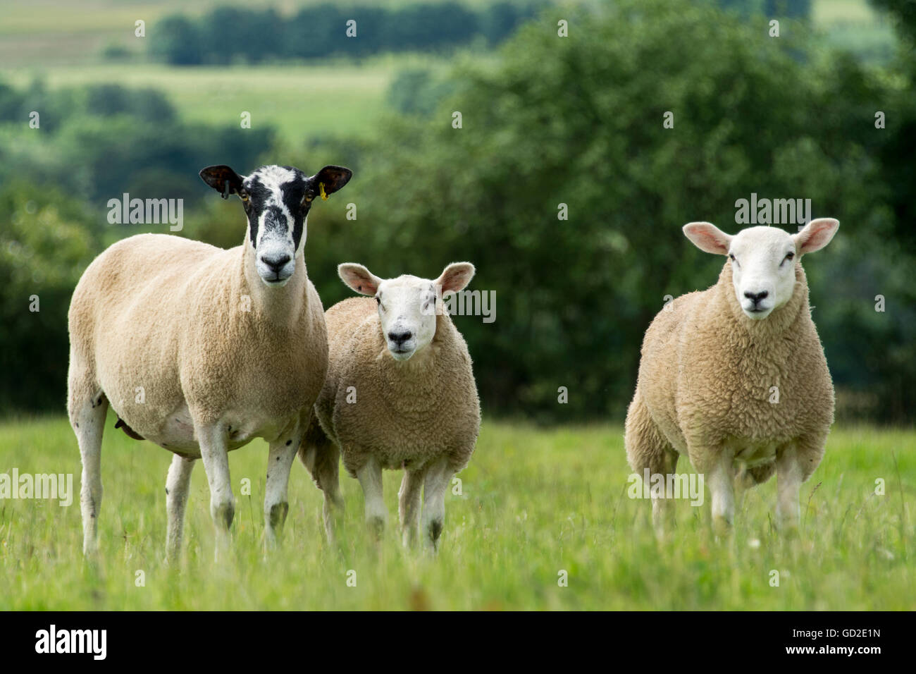 Clipped North of England Mule with lambs at foot in upland pasture ...