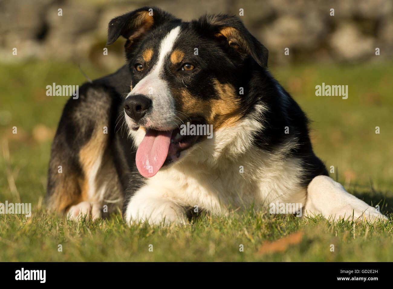 Are All White Border Collies Rare