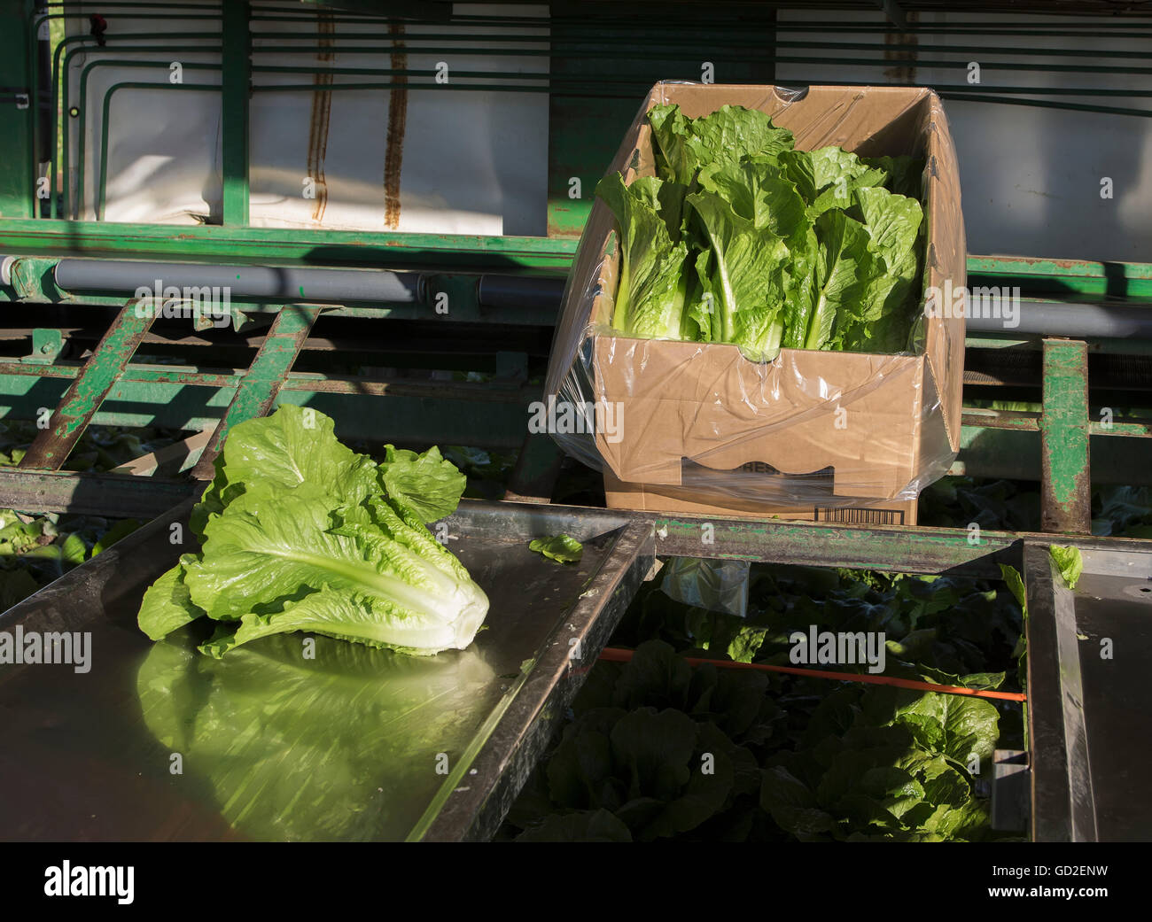 Heads of romaine lettuce being boxed for shipping; Woodland, California ...
