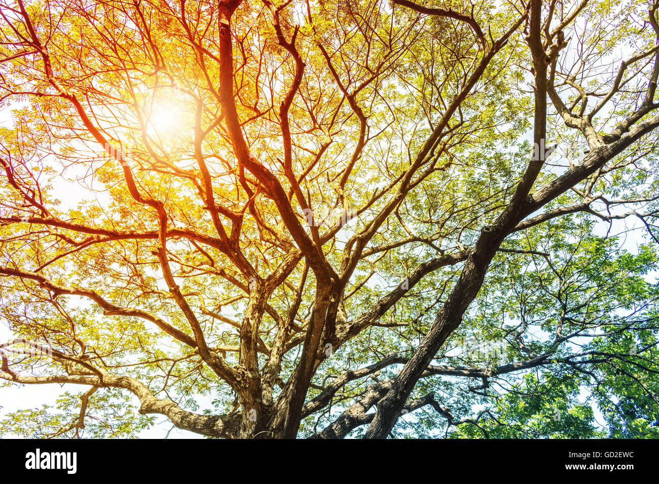 Branches of trees with natural light of the sun Stock Photo - Alamy