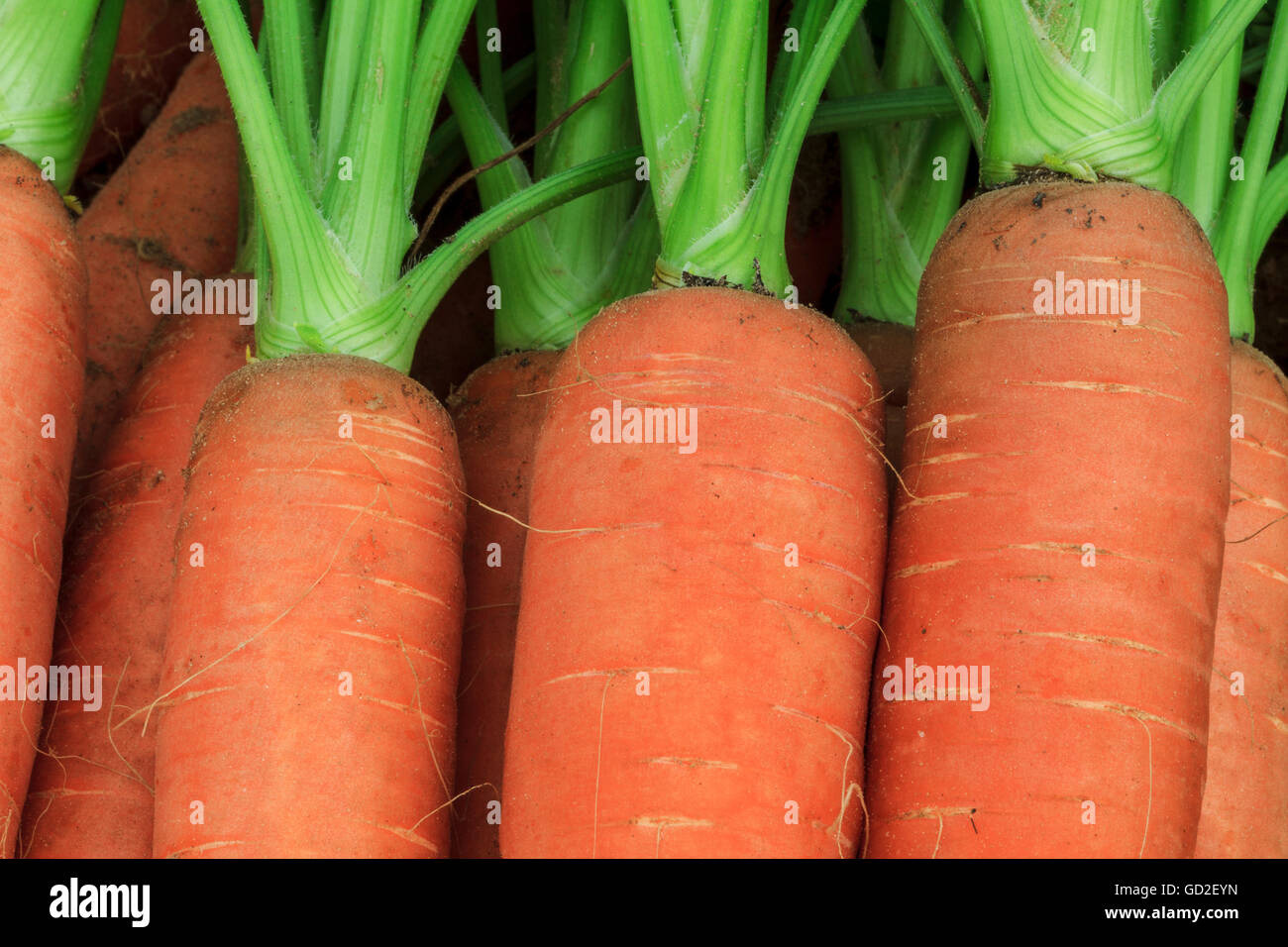 Garden fresh carrots with stems; Woodland, California, United States of ...