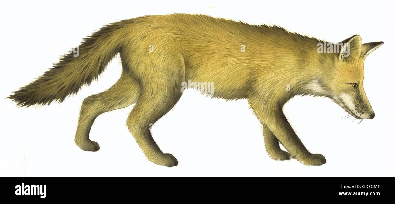 Fox on white background Stock Photo - Alamy