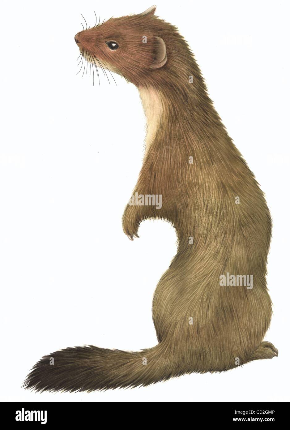 Weasel art hi-res stock photography and images - Alamy