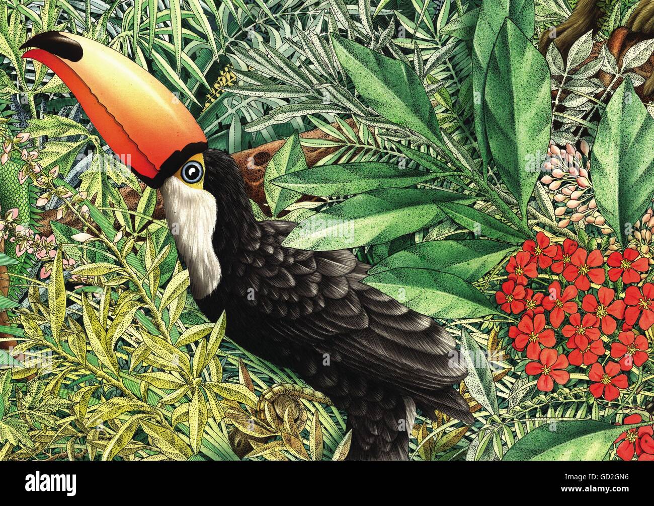 Toucan images hi-res stock photography and images - Alamy