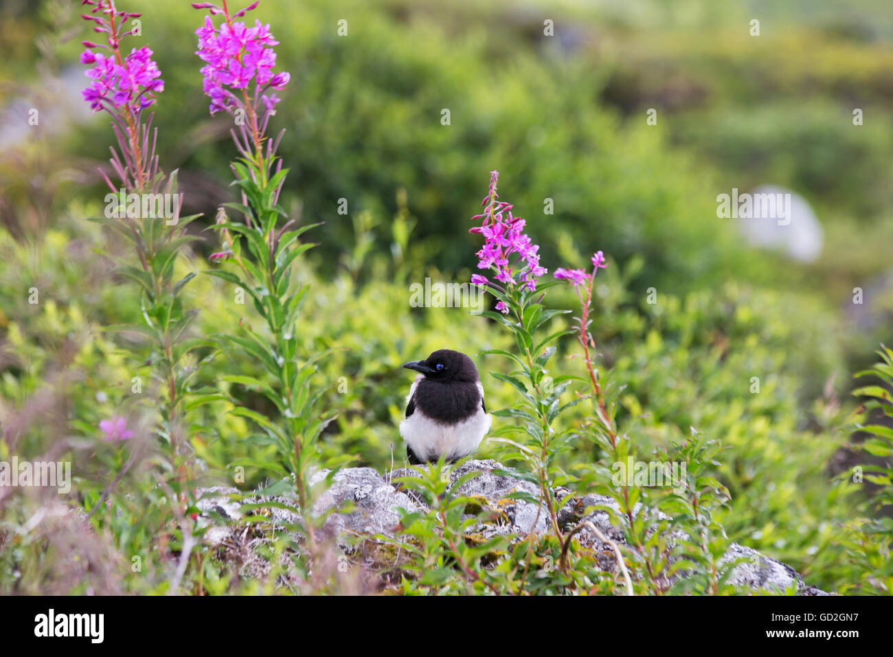 Mountain Magpie High Resolution Stock Photography and Images - Alamy