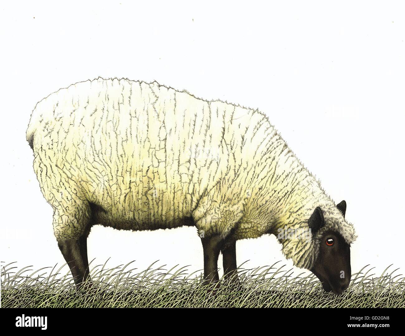 Illustrations sheep hi-res stock photography and images - Alamy