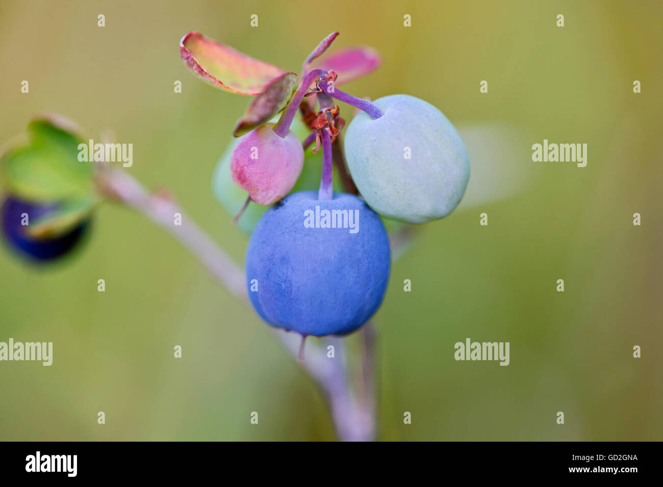 Alaska blueberry hi-res stock photography and images - Alamy