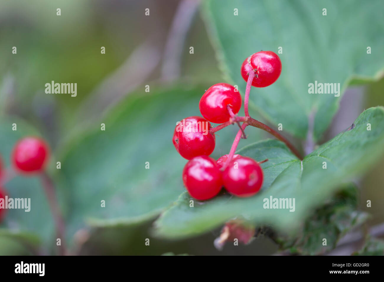 American highbush cranberry hi-res stock photography and images - Alamy
