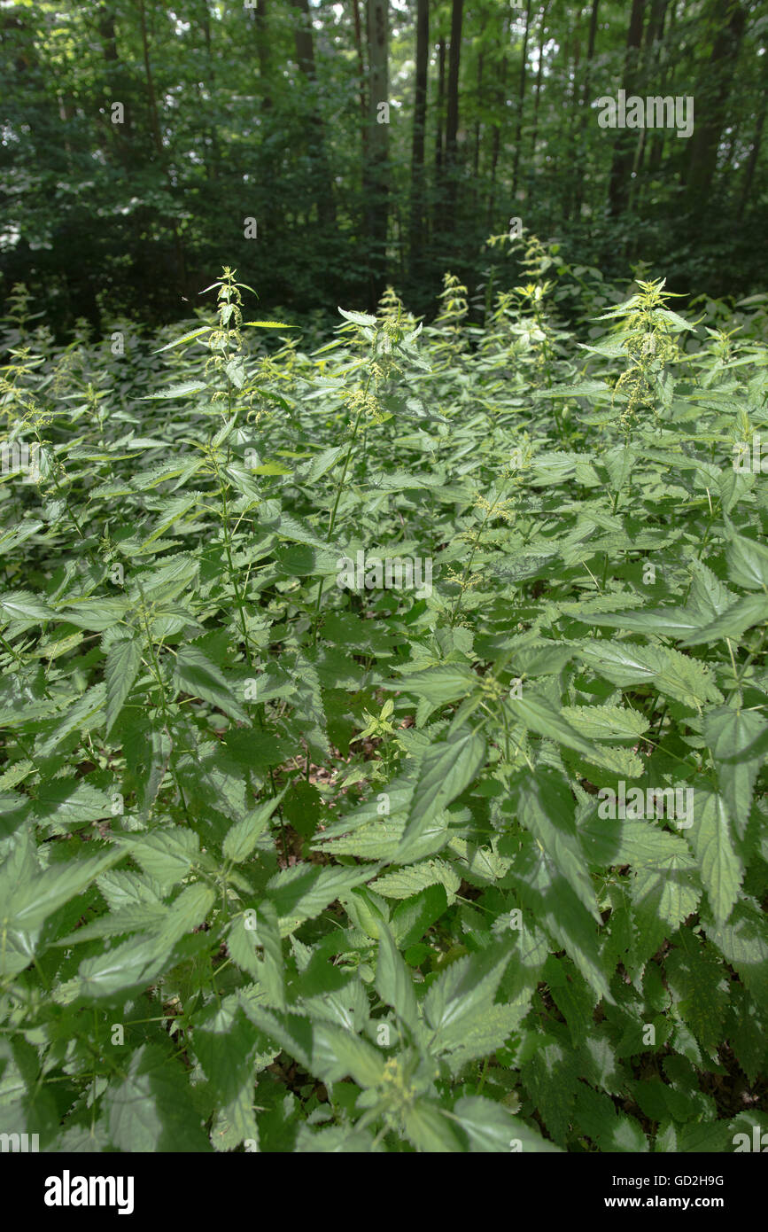 Green stinging needles at the edge of a forest in vertical format Stock ...