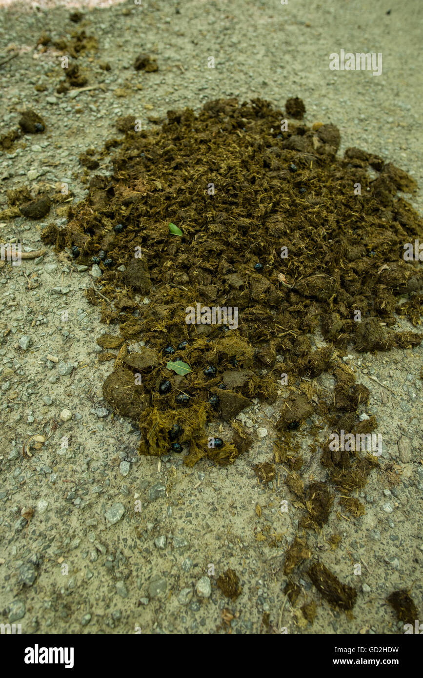 Horse droppings and dung beetles on a forest path Stock Photo - Alamy