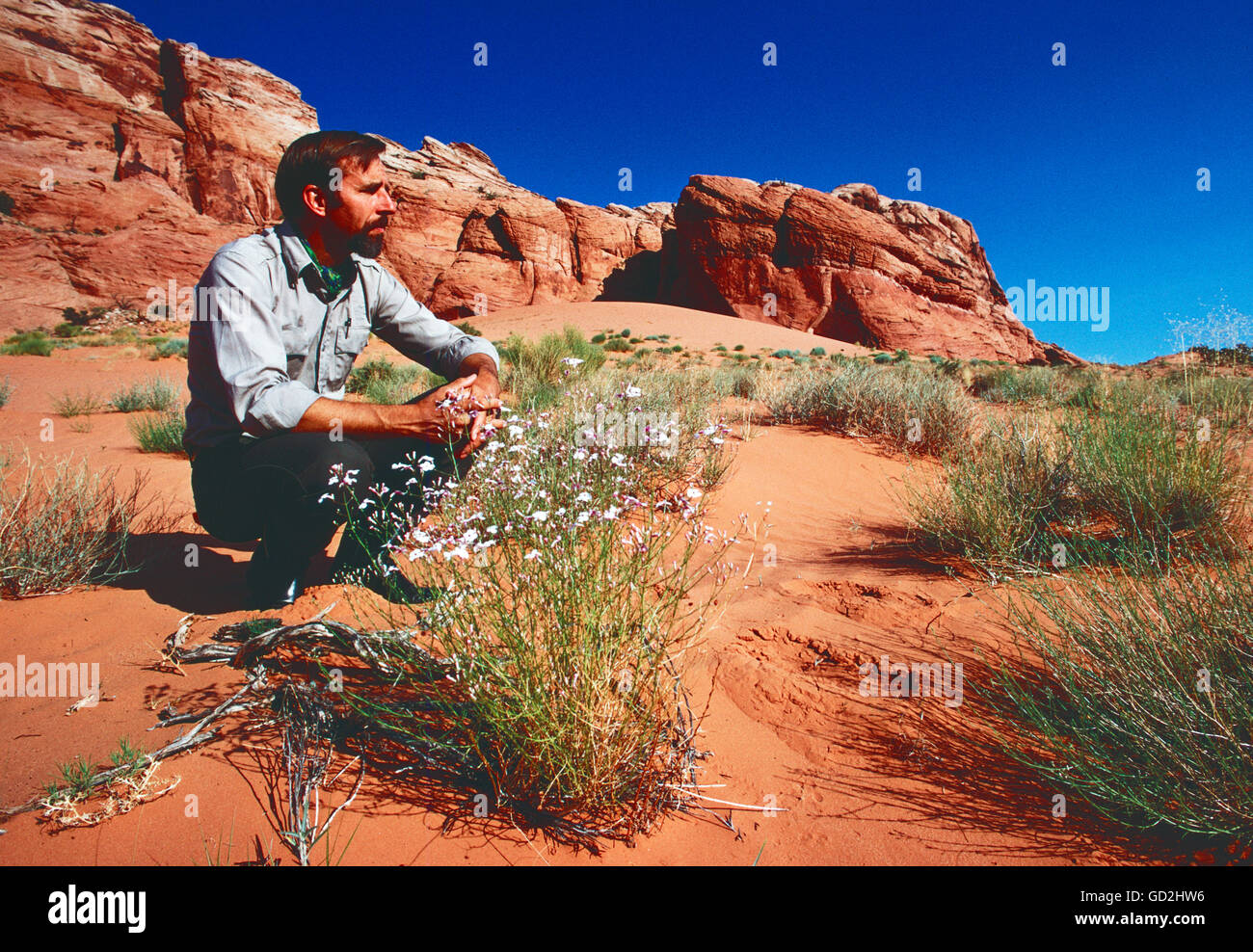 Edward abbey desert solitaire hi-res stock photography and images - Alamy