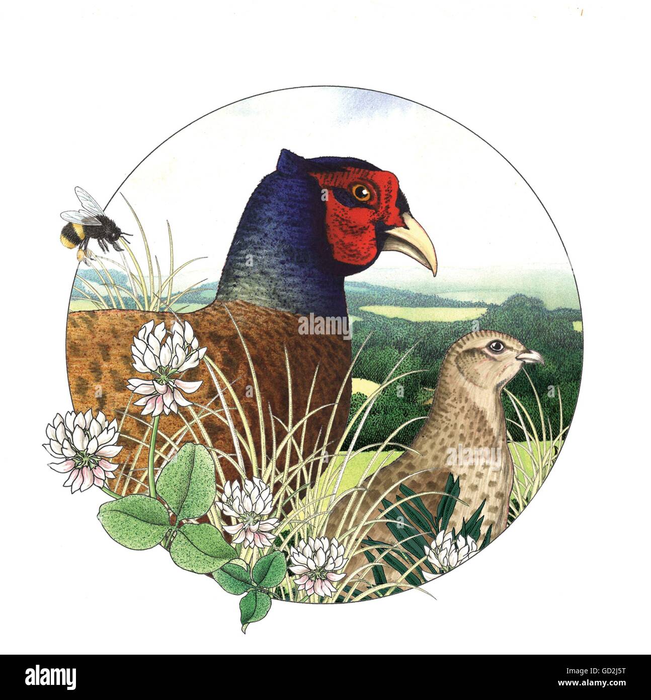 Partridge bird head close up hi-res stock photography and images - Alamy