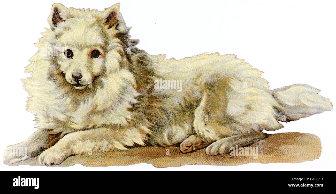 Kitsch animal hi-res stock photography and images - Alamy