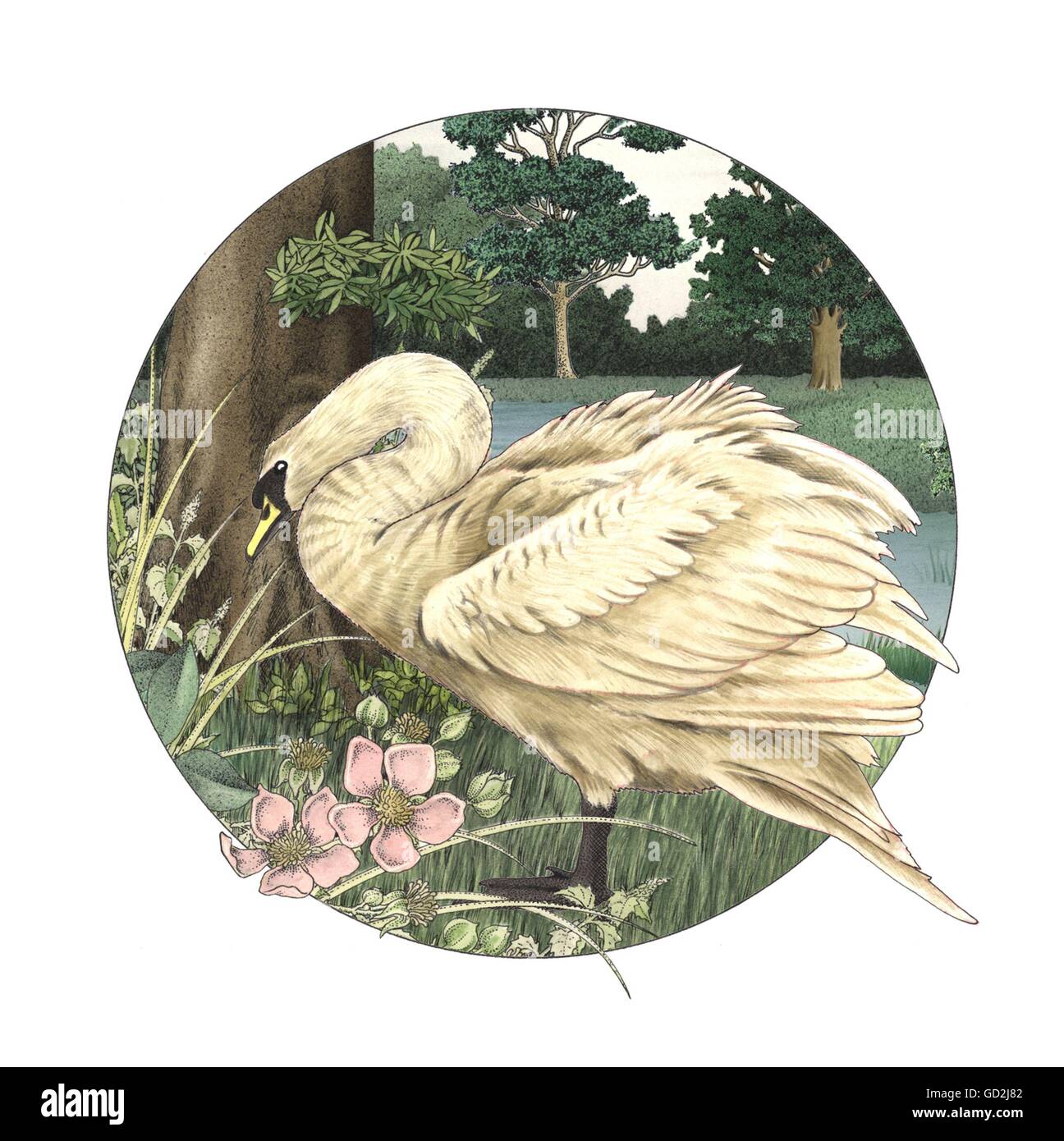 Swan full view Cut Out Stock Images & Pictures - Alamy