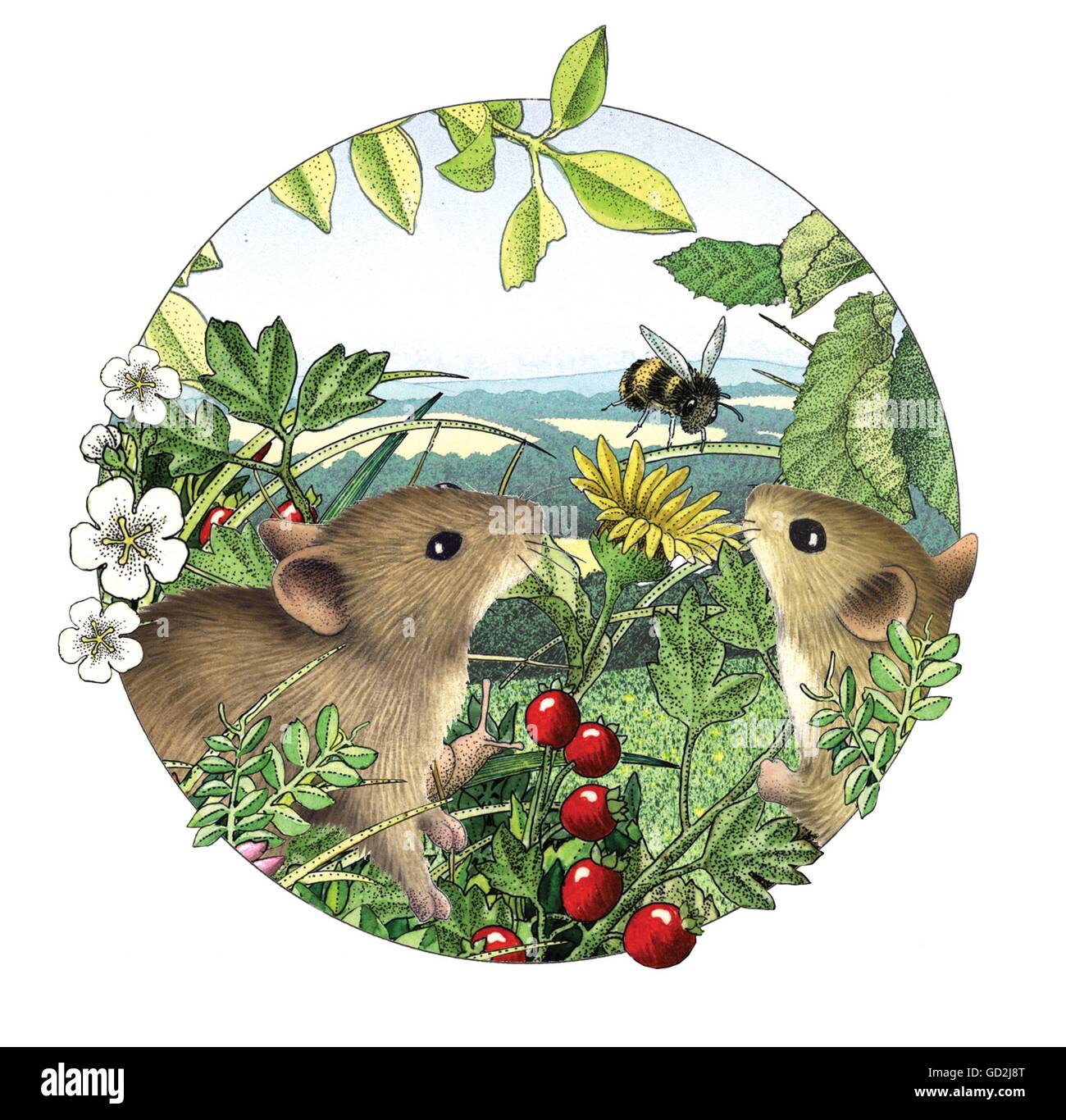 Close-up of mice in meadow Stock Photo - Alamy