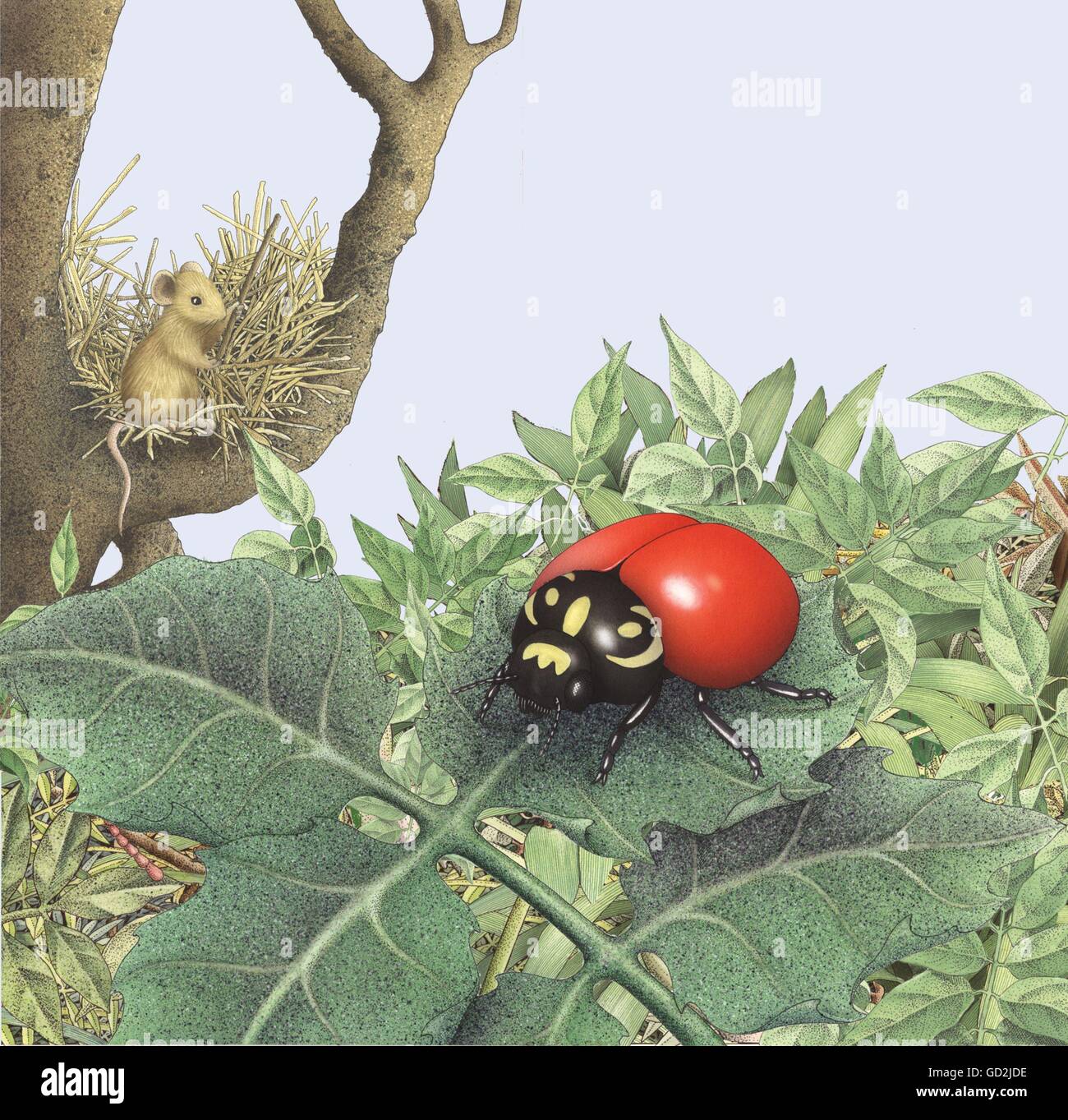 Mouse insects hi-res stock photography and images - Alamy