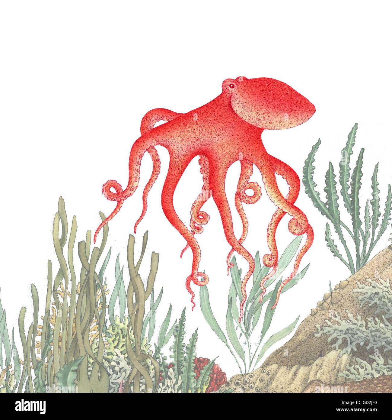 Underwater seaweed images hi-res stock photography and images - Alamy