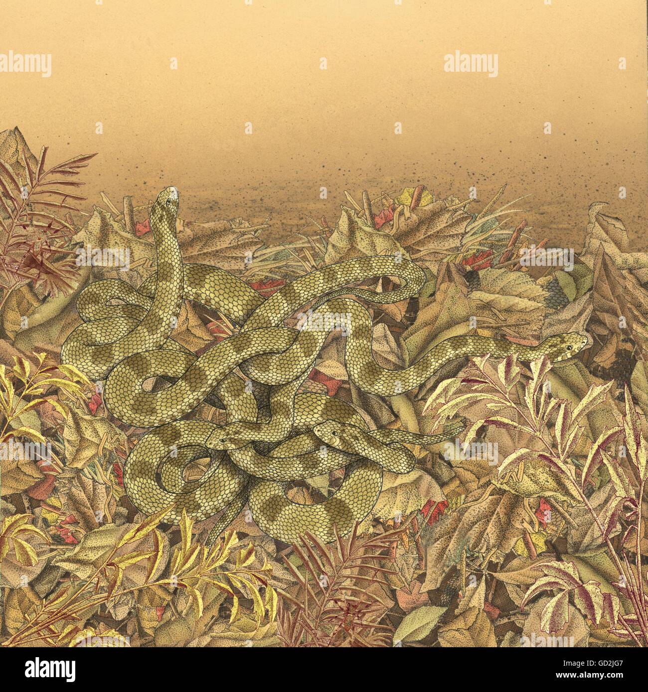 4 snakes hi-res stock photography and images - Alamy