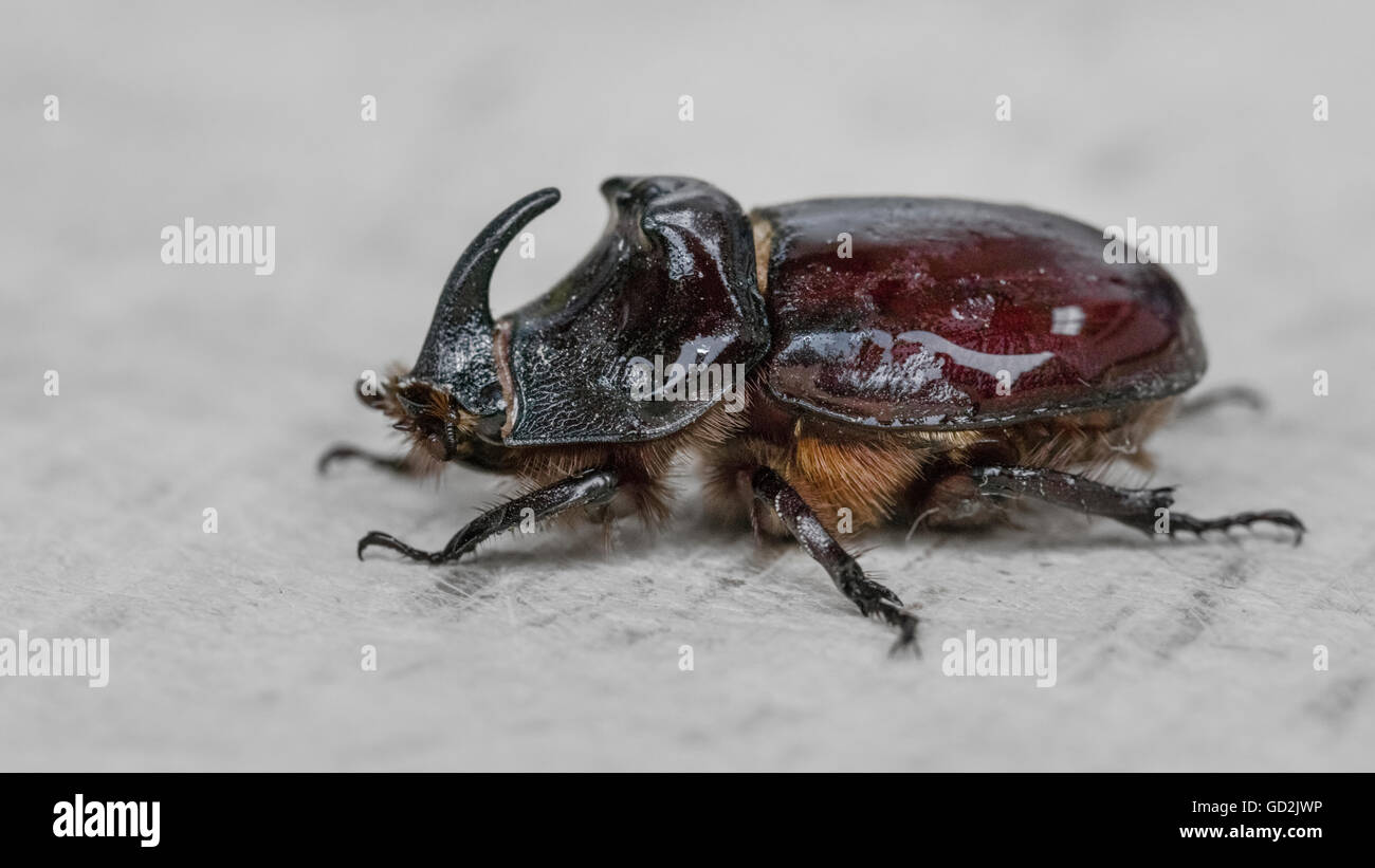 Beetle foot hi-res stock photography and images - Alamy