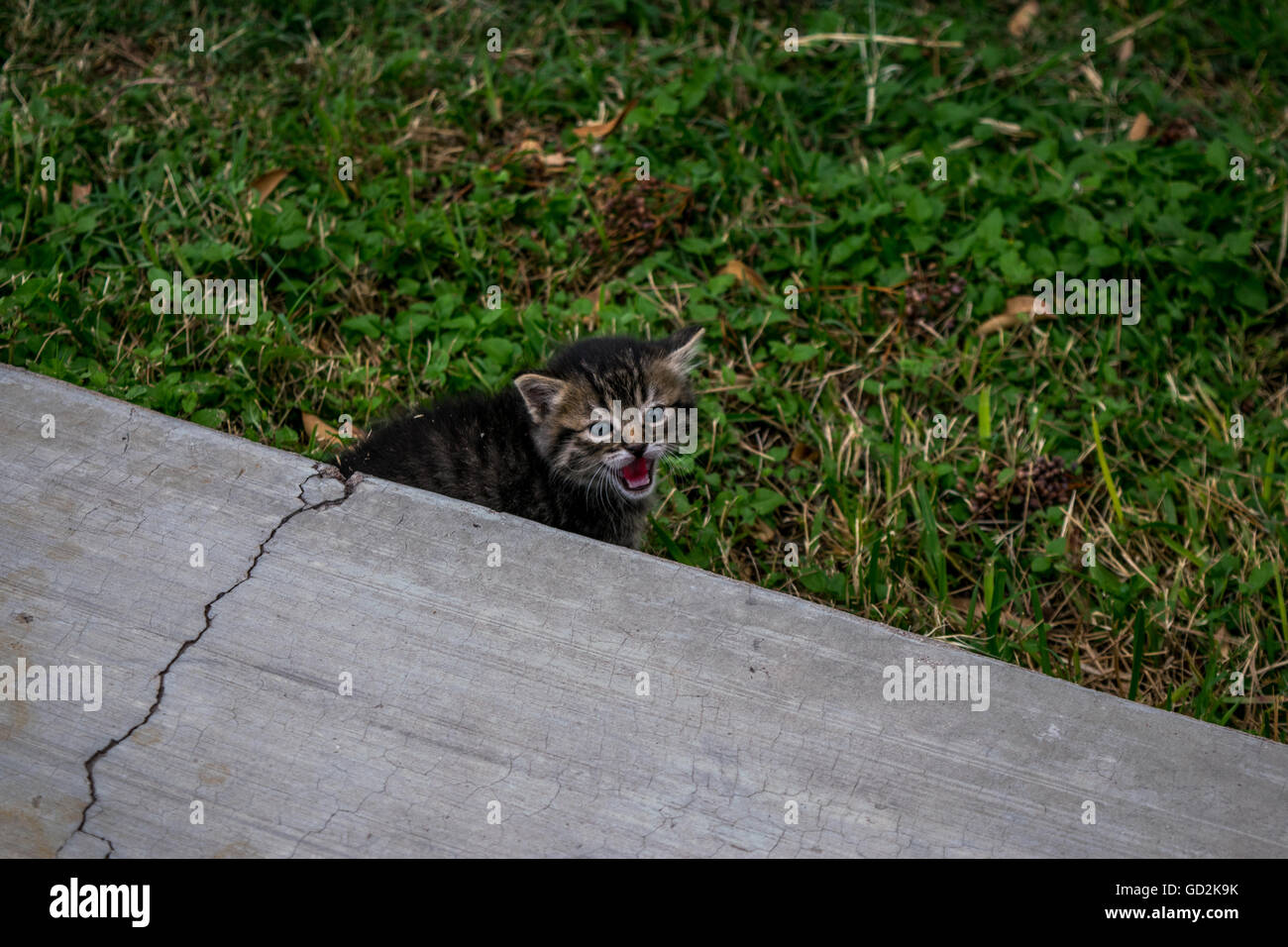 Lost kitten hi-res stock photography and images - Alamy