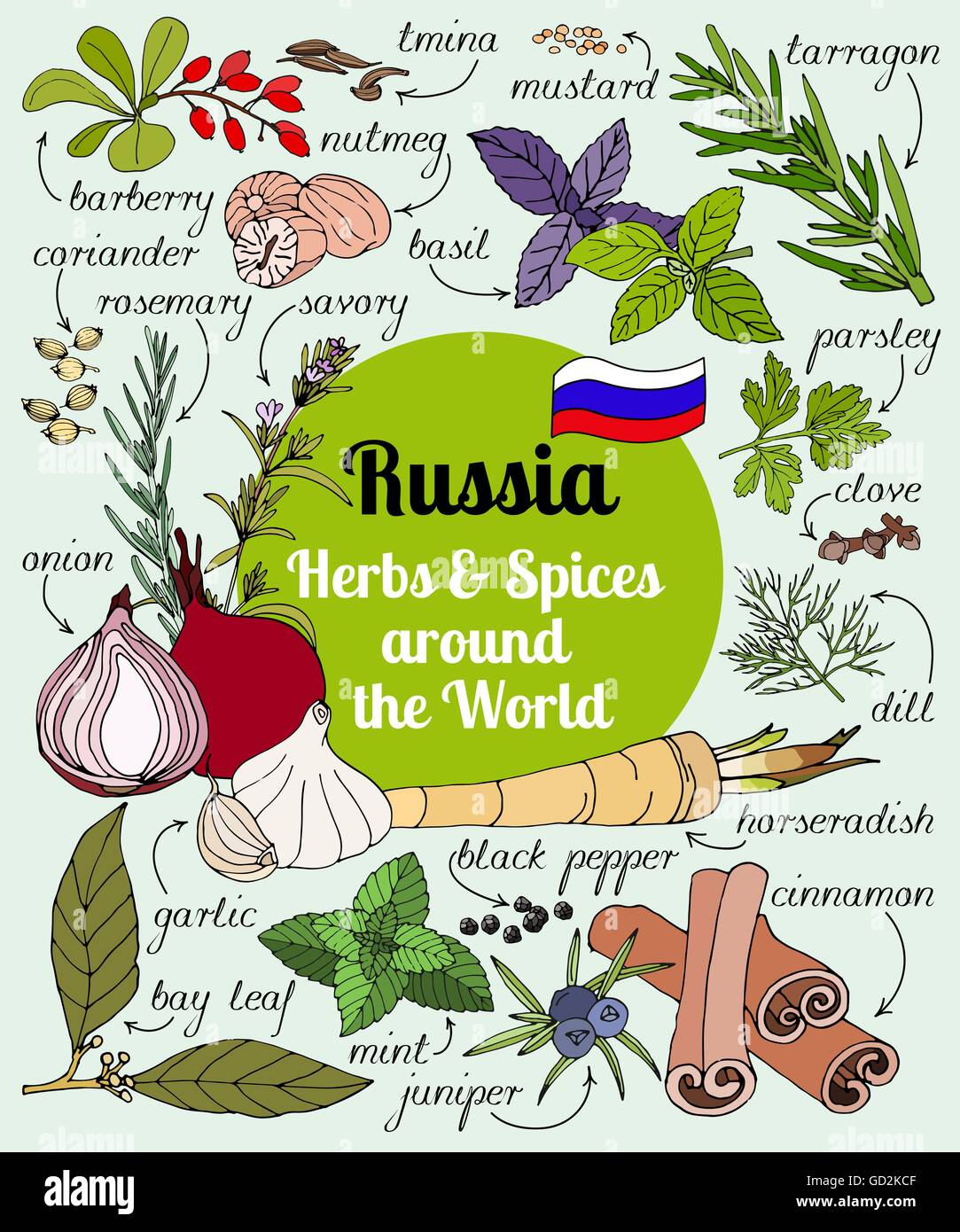 Russian herbs and spices Stock Vector Image & Art - Alamy