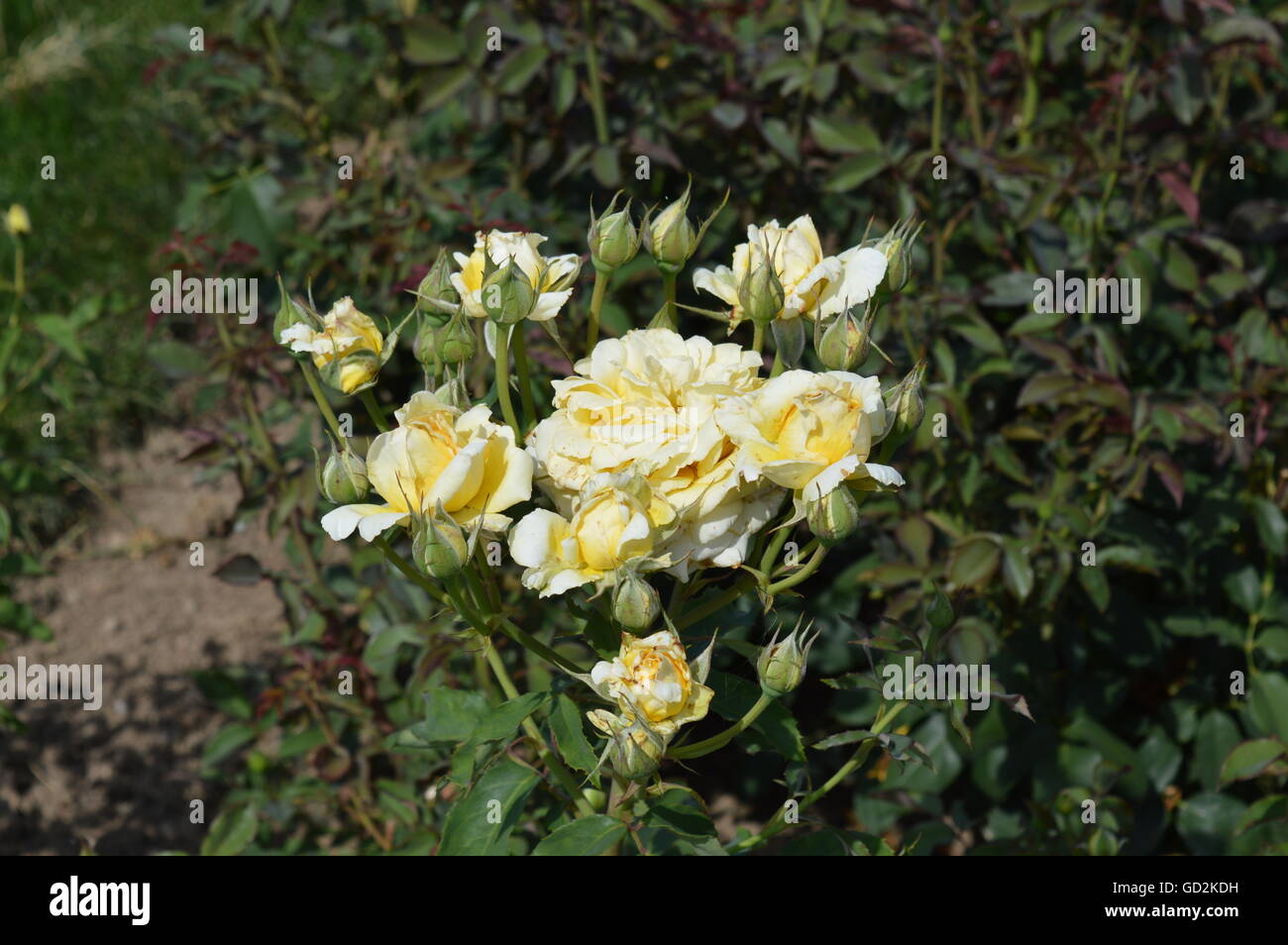 Yellow Rose at the Botanical Garden in Jibou,Romania Stock Photo - Alamy