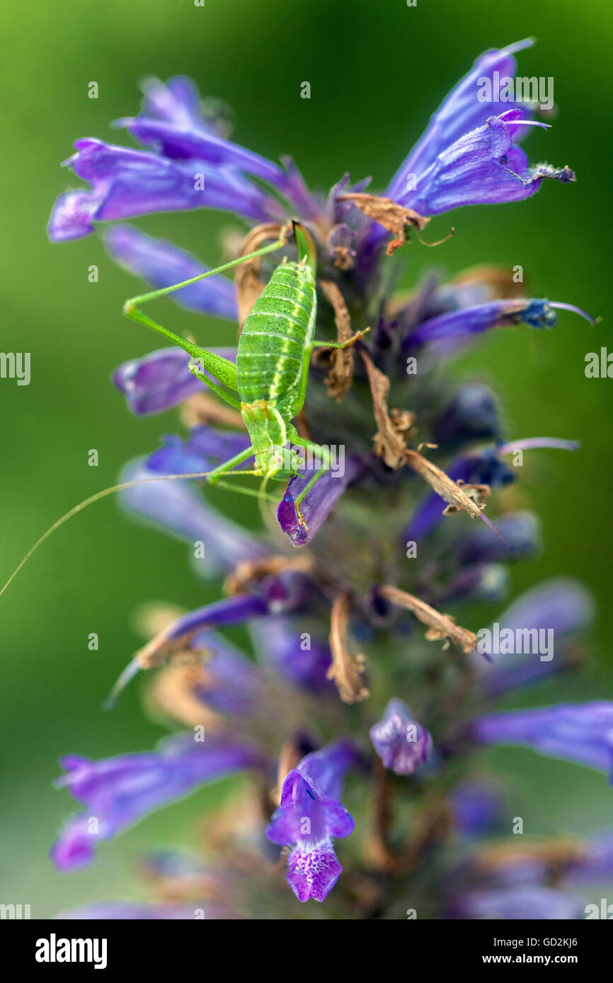 Green insect grasshopper hi-res stock photography and images - Alamy