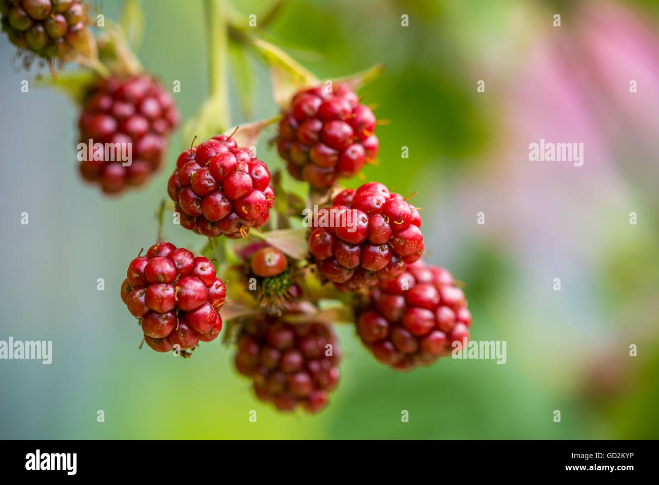 Unripe berry young berry hi-res stock photography and images - Alamy