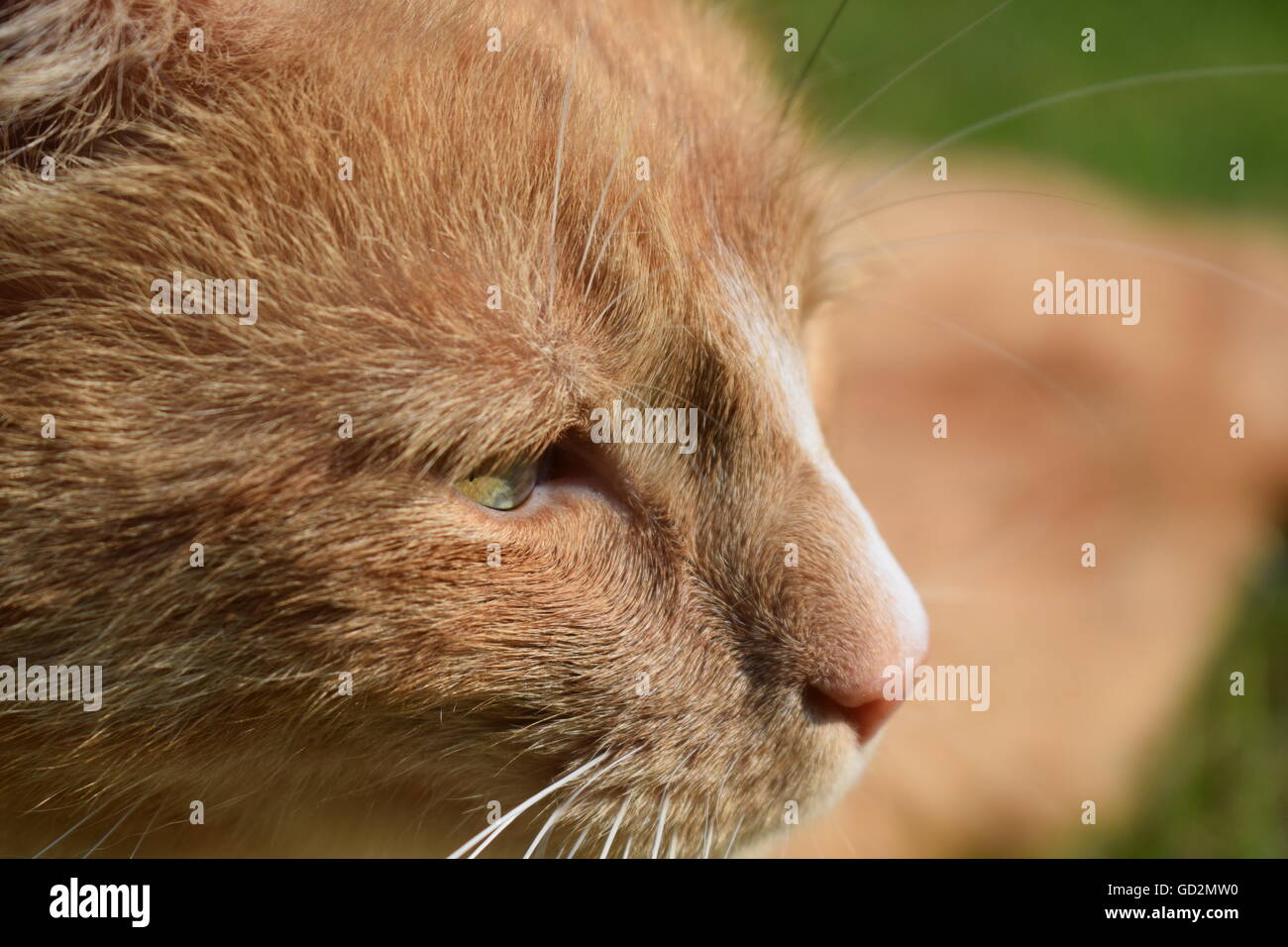 Side profile of ginger cat Stock Photo - Alamy