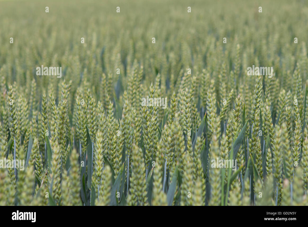 Wheat field in sunny summer Stock Photo - Alamy