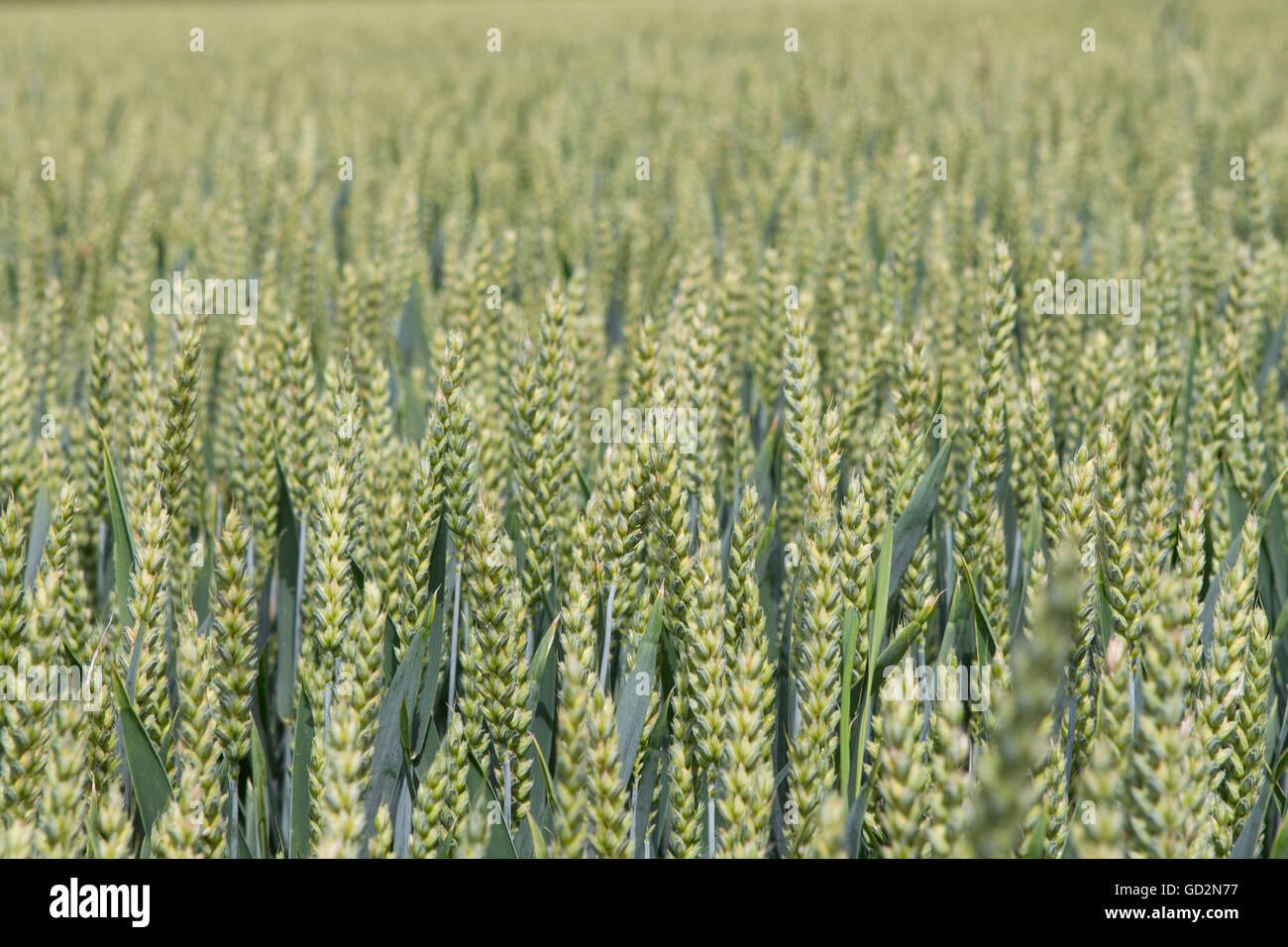 Green agricultural wheat field close hi-res stock photography and ...