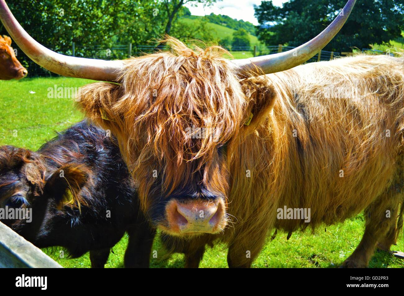 Scotland farm hi-res stock photography and images - Alamy