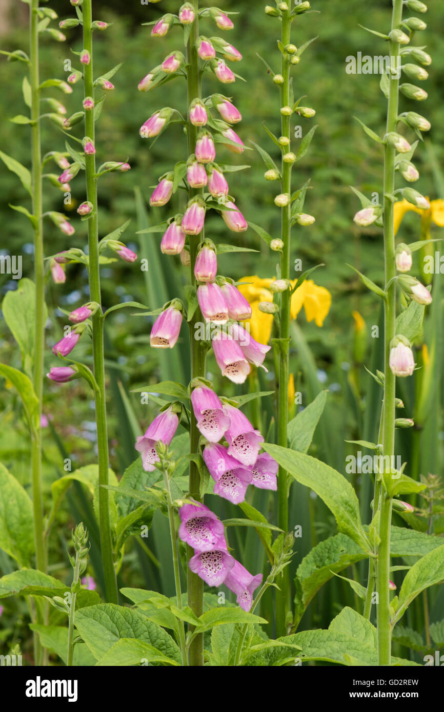 Rosette foxglove leaves digitalis purpurea hi-res stock photography and ...