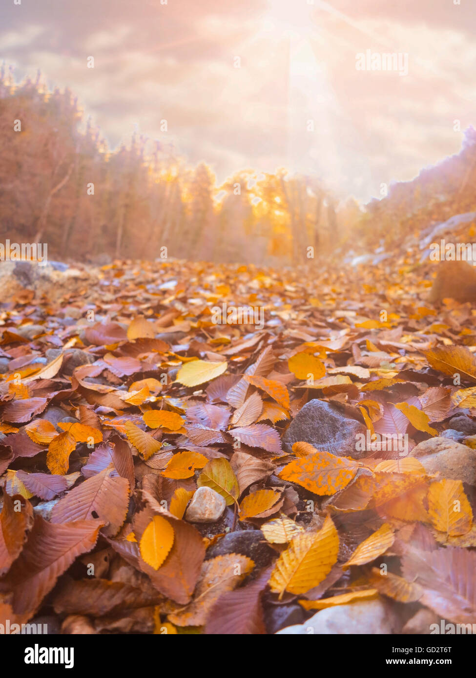 Sun shining through the trees on a path in a golden forest landscape ...