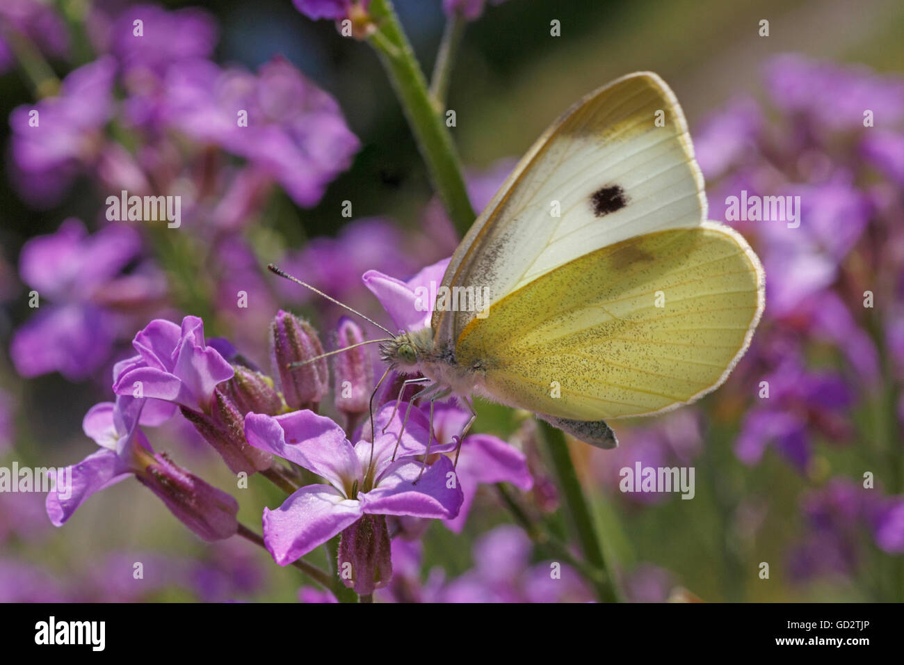 white cabbage butterfly on wild flower Stock Photo - Alamy