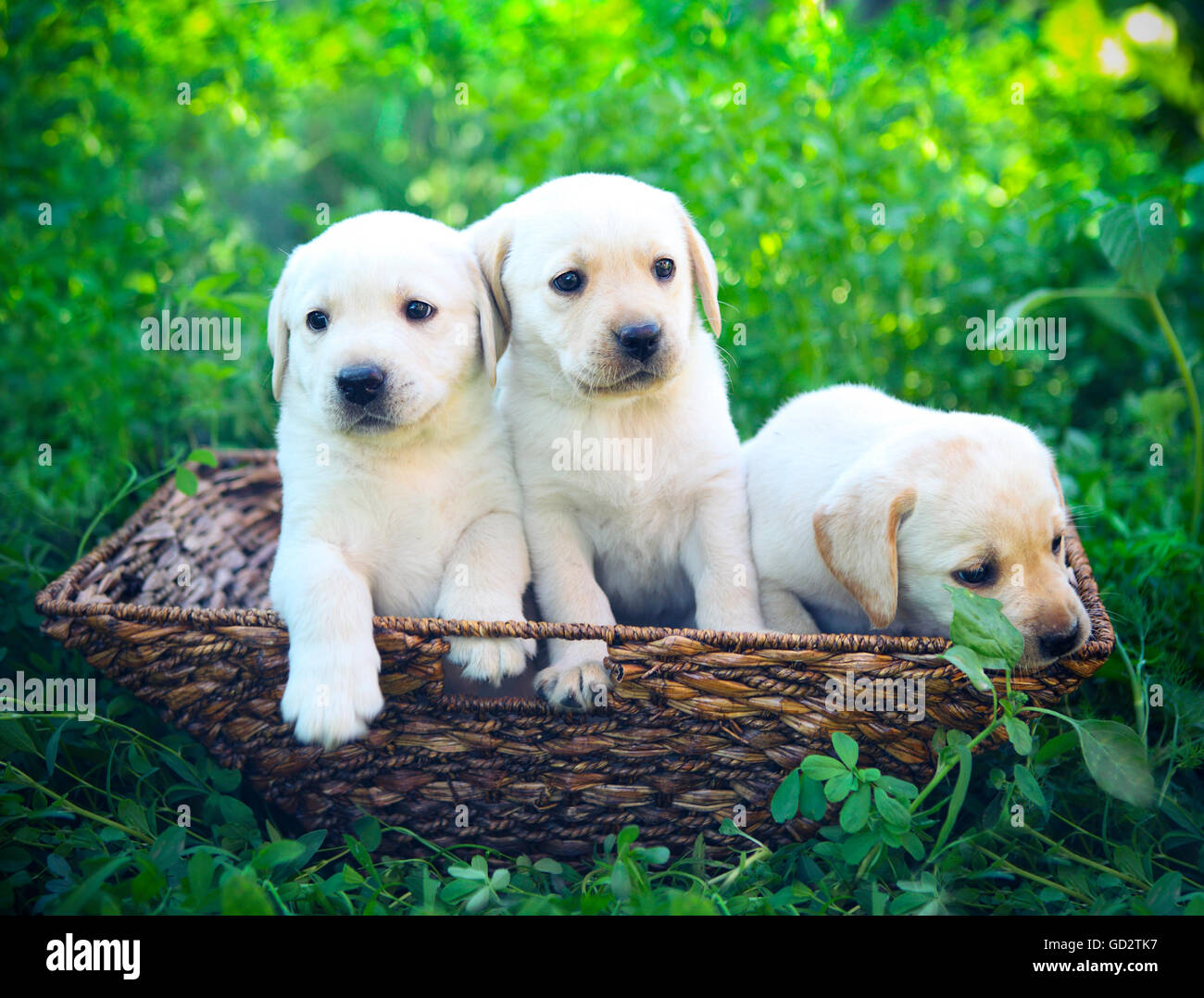 Group of adorable golden retriever puppies in the yard in the basket on ...