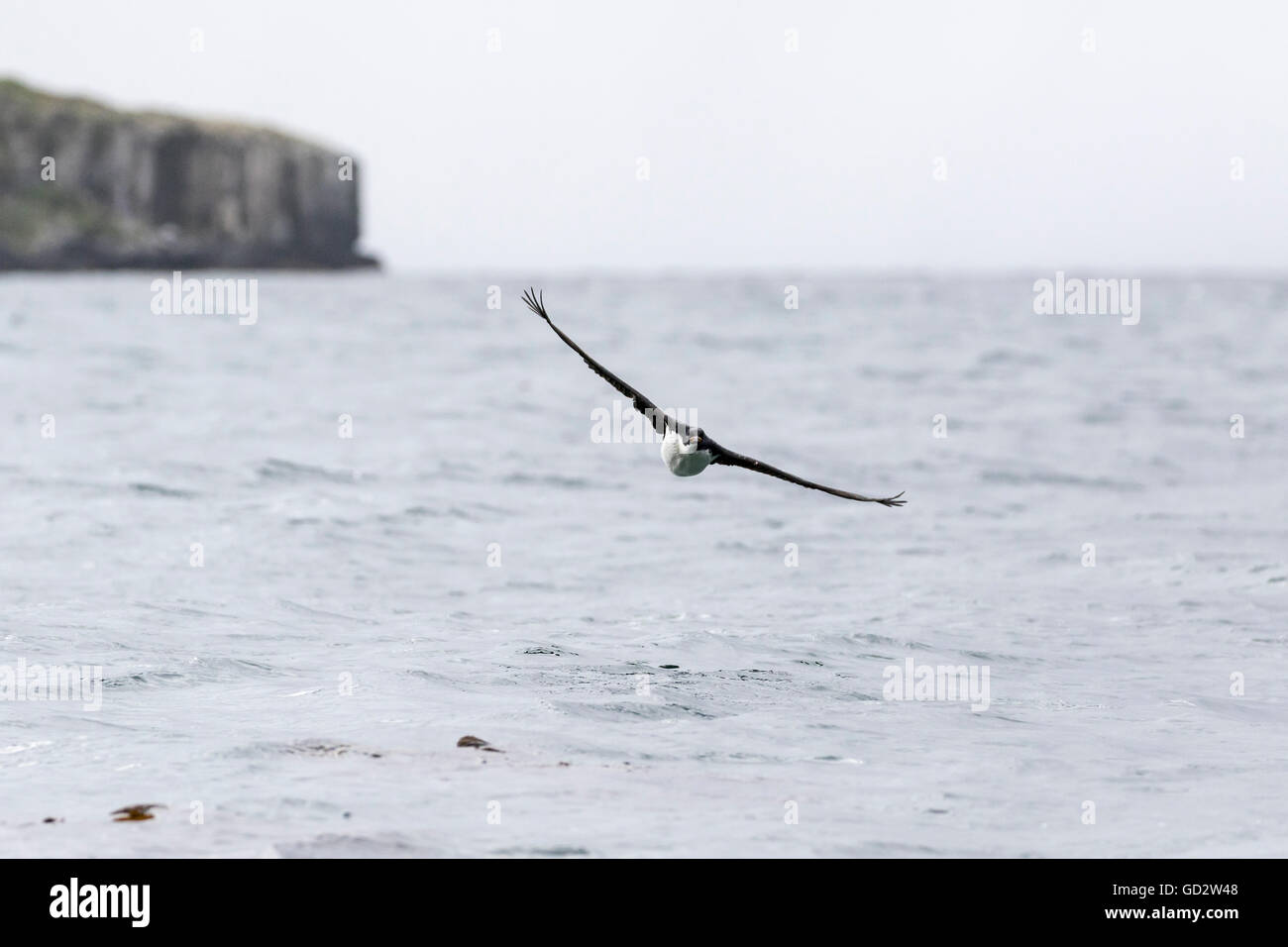 Shag islands hi-res stock photography and images - Alamy