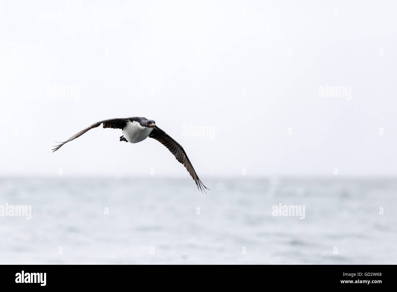 Auckland Islands shag in flight near Enderby Island, Auckland Islands ...