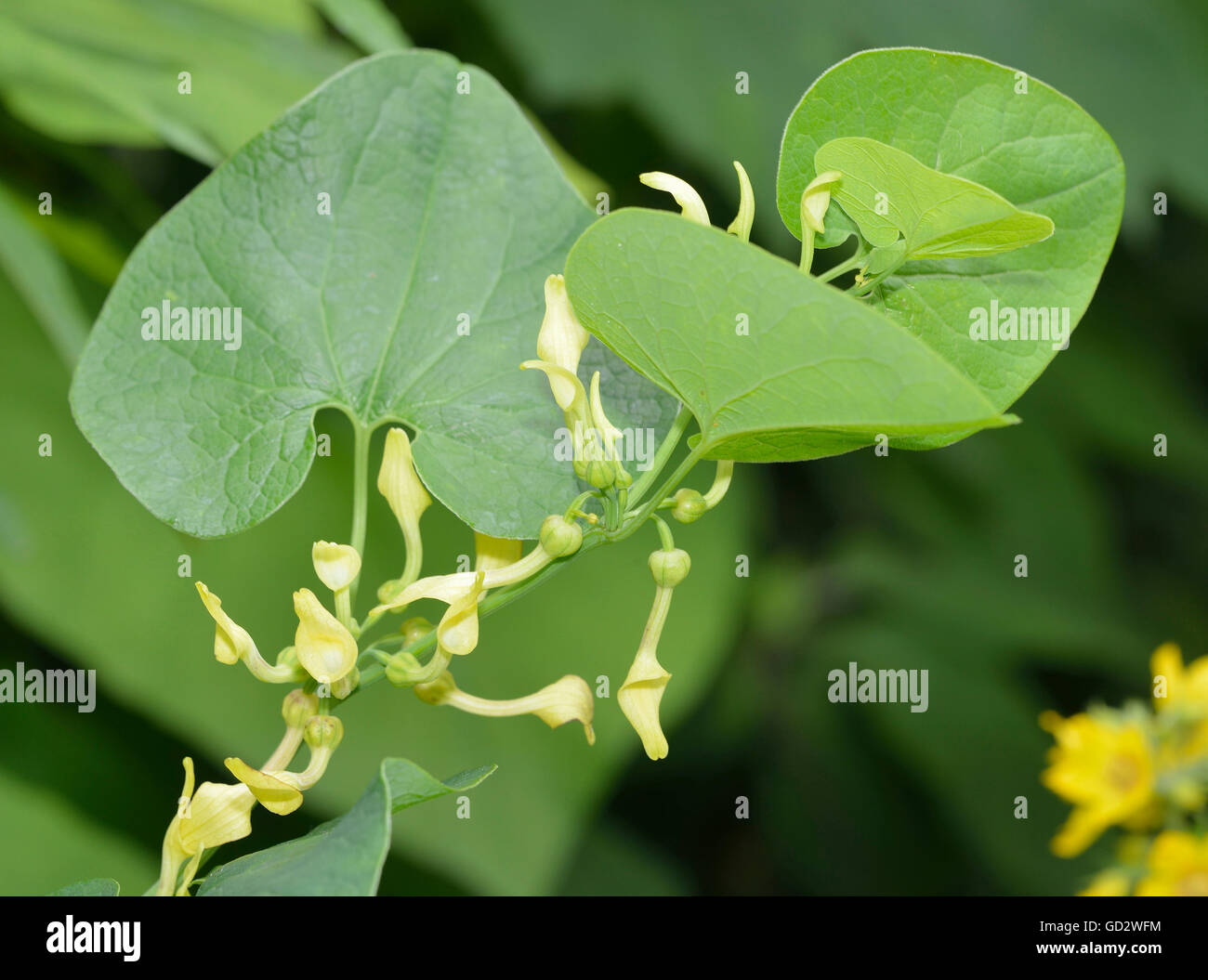 Climbing birthwort flower hi-res stock photography and images - Alamy