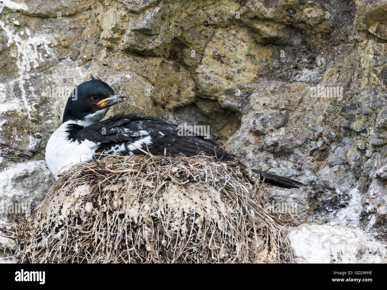 Auckland Islands shag nesting at Enderby Island, Auckland Islands, New ...
